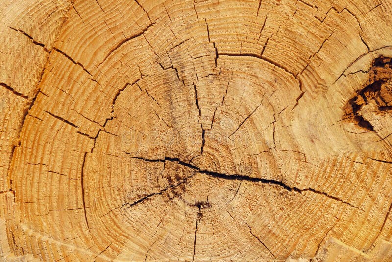 Closeup Wood Section Backgrounds with Annual Rings Stock Image - Image ...