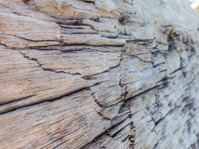 Closeup of Wood Texture, Wood Decay Stock Photo - Image of wooden ...