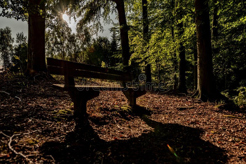 Closeup of a Wooden Bench in Shadow in a Forest during the Day with the ...