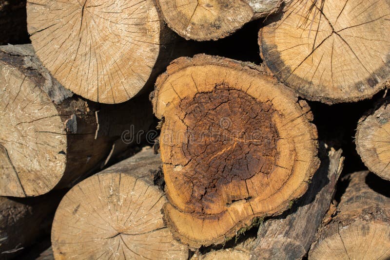 Closeup of Wooden Logs in a Forest on Display Stock Image - Image of ...