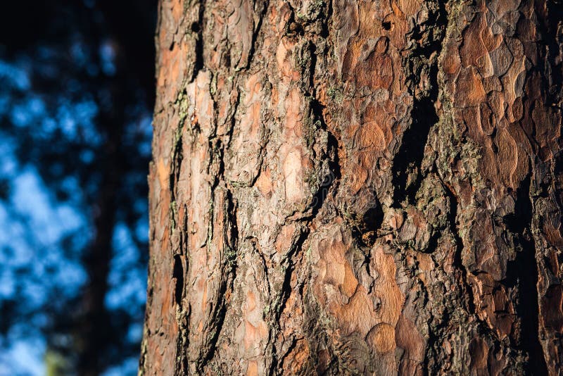 Closeup of a Woody Pine Cortex Bark Stock Image - Image of forest ...