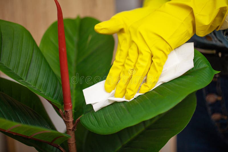 Closeup of Worker Hand Wiping Dust in Office Stock Image - Image of ...