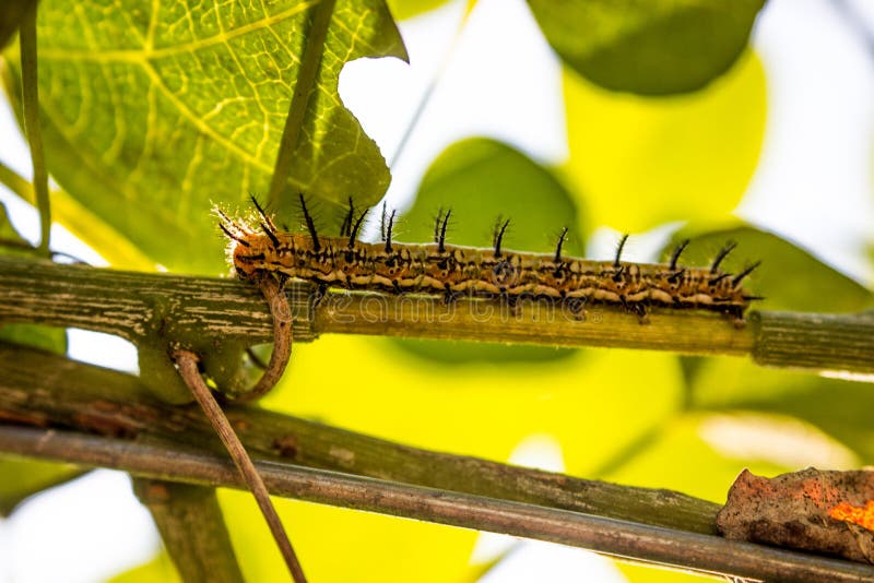 Closeup of a Worm with Spikes Stock Photo - Image of invertebrate, leaf ...