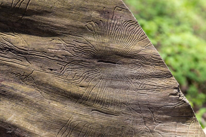 Wormhole Wood Background Stock Images - Download 120 Royalty Free Photos