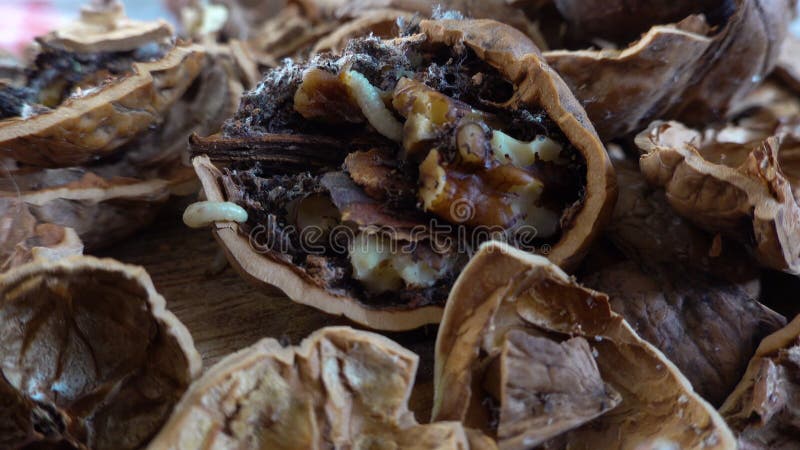 Closeup of Worms Eating Rotten Walnut. Broken Nutshell with Worm Larvae ...