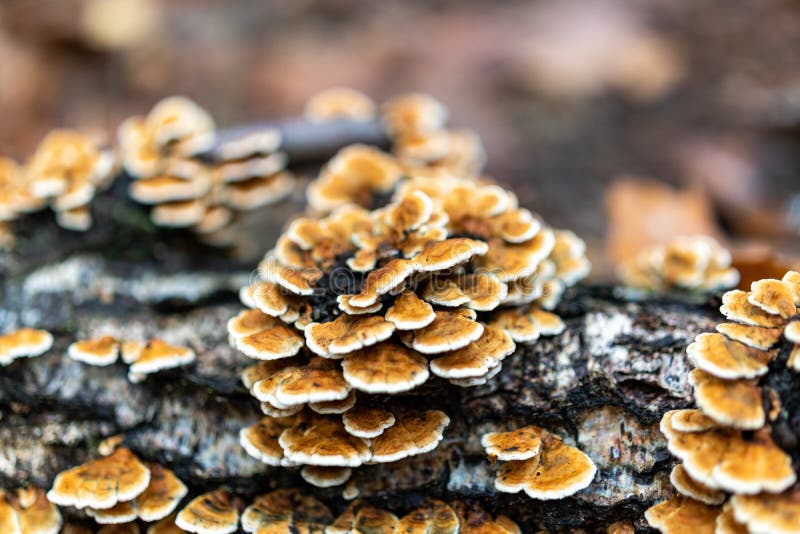 Closeup of Xanthoporia Radiata. Selected Focus Stock Photo - Image of ...