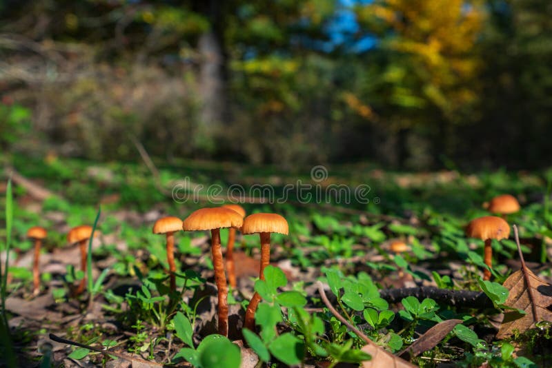 Closeup of Xeromphalina Campanella Mushrooms Onglade in Forest Stock ...