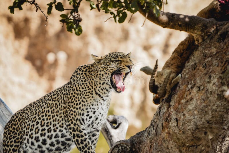 Closeup of a Yawning Leopard on a Tree. Stock Image - Image of felidae ...