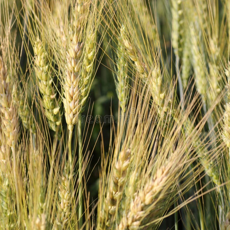 Closeup Yellow Barley Field Grain Growth Stock Image - Image of format ...