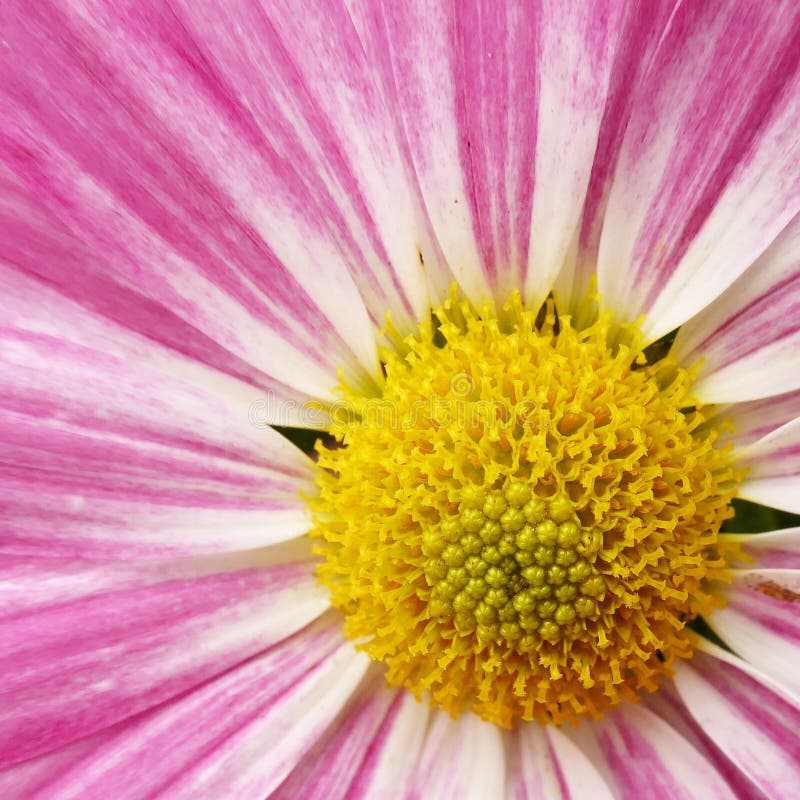 Closeup Yellow Capitulum of Chrysanthemum Aster Stock Image - Image of ...
