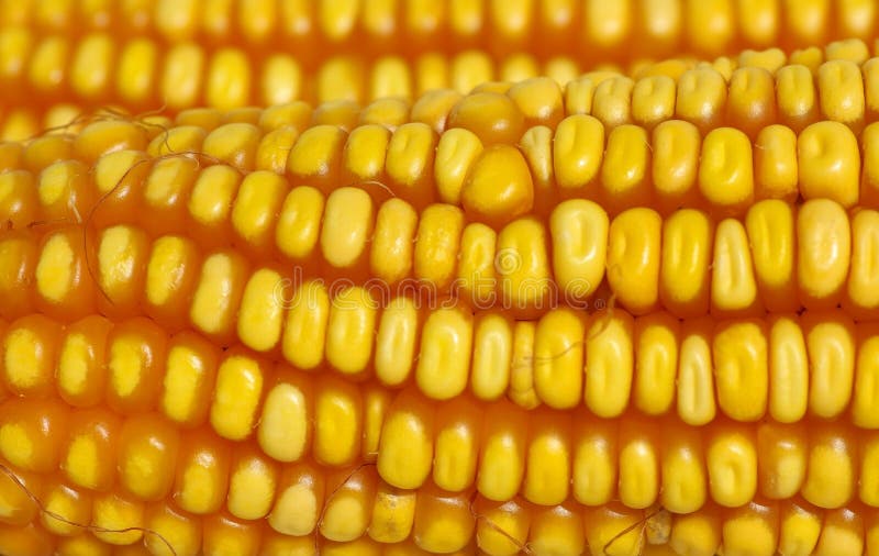 Closeup of yellow corn stock image. Image of pearl, close - 3320419