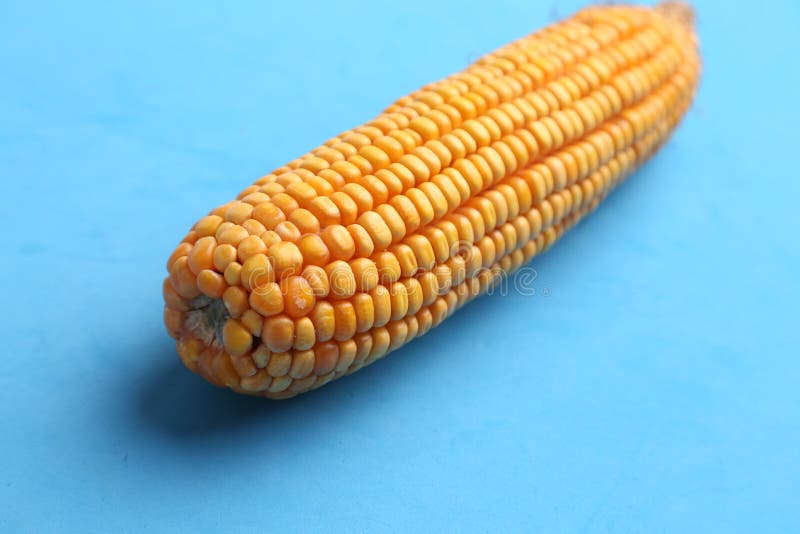 Closeup of Yellow Corn on a Blue Background Stock Image - Image of ...