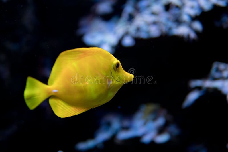 Closeup of a Yellow Doctor Fish in an Aquarium Stock Image - Image of ...
