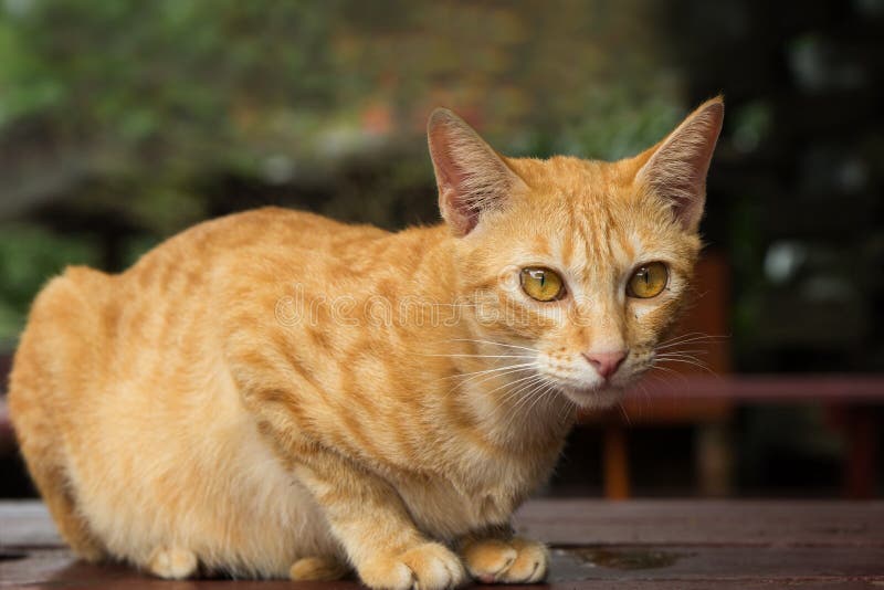 Closeup of a Yellow Domestic Cat on a Table Staring Stock Photo - Image ...