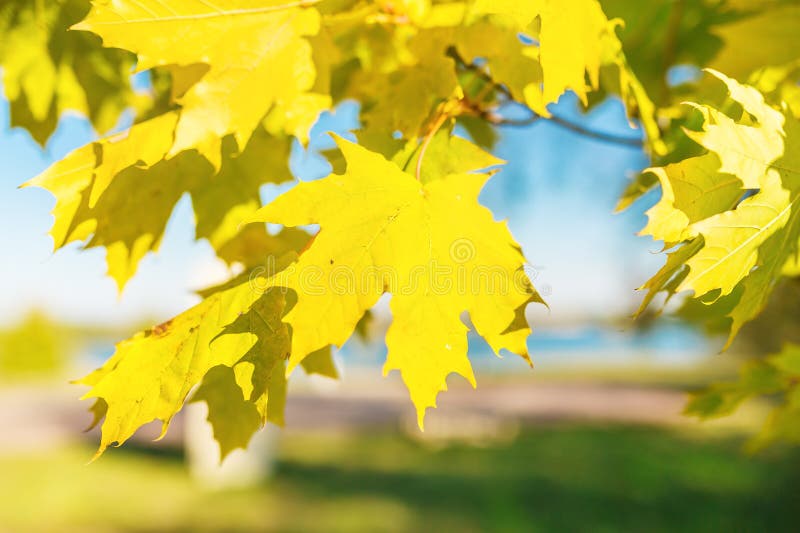Closeup on Yellow Fall Maple Leaves in Autumn Sunshine. Stock Image ...