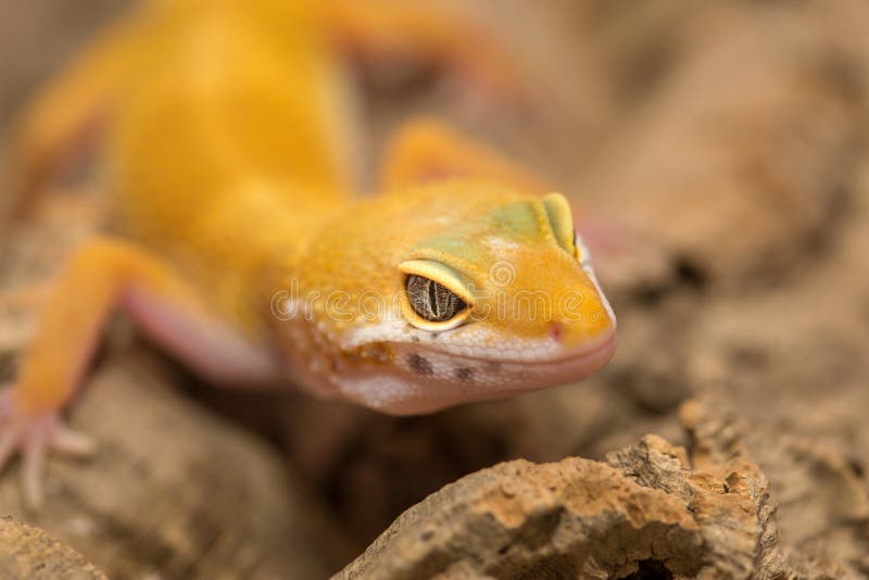 Gecko macro stock image. Image of animal, texture, simple - 9864009