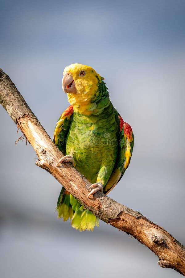 Closeup of Yellow-headed Amazon Parrot Perching on Tree Branch Stock ...