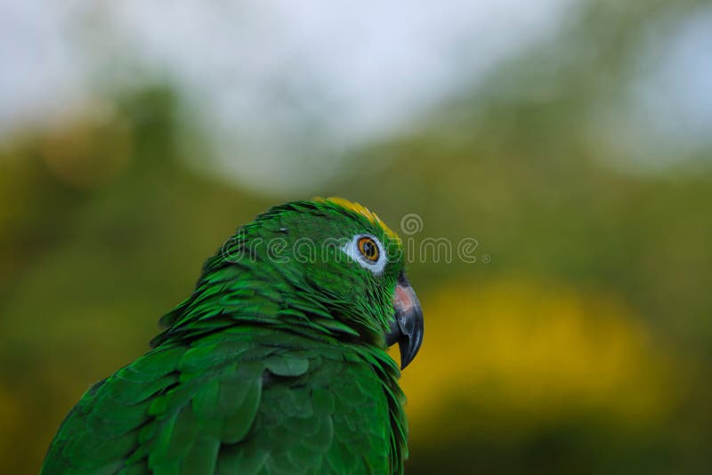 Closeup of a Yellow-headed, Panama Amazon Parrot on Blurry Green ...