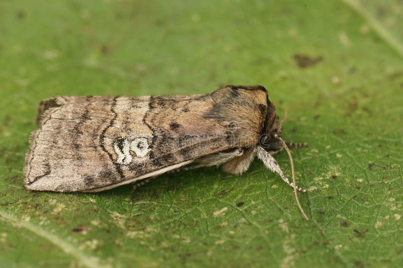 Hornedmoth Stock Photos - Free & Royalty-Free Stock Photos from Dreamstime