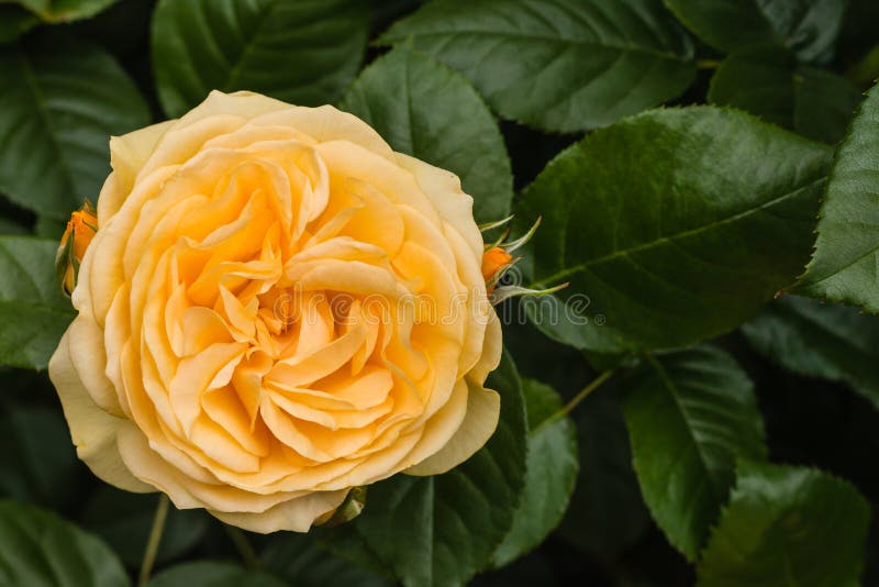 Closeup of Yellow Hybrid Tea Rose Stock Photo - Image of yellow, orange ...
