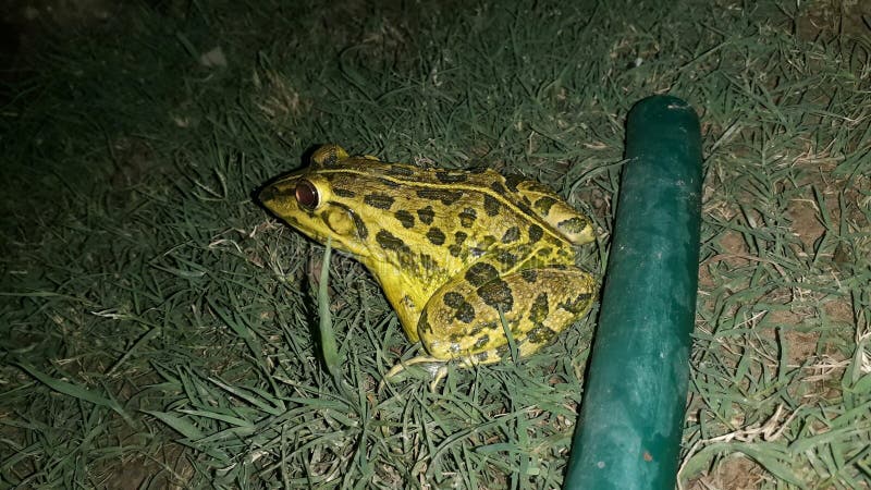Closeup of Yellow Indian Frog with Dark Textures and Big Eyes Stock ...