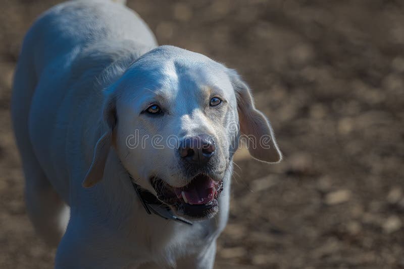 Closeup of a Yellow Labrador Staring with a Cute Face Stock Image ...