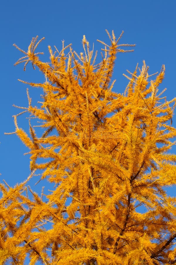 Closeup of Yellow Larch Needles Stock Image - Image of november, larch ...