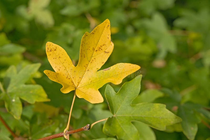 Yellow Field Maple Leaf in Autumn - Acer Stock Image - Image of acer ...