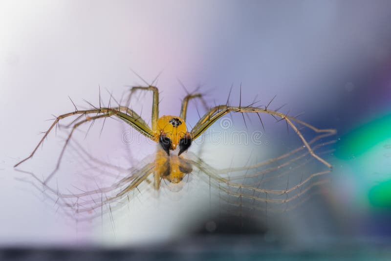 Closeup of the Yellow Lynx Spider on the Blurry Background. Stock Image ...