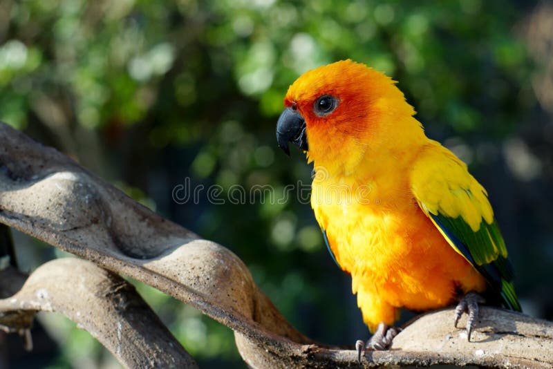 Closeup of Yellow Parrot Bird Stock Image - Image of feather, parrot ...