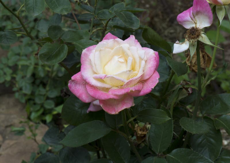 A Closeup of a Yellow and Pink Rose Bloom Stock Photo - Image of ...