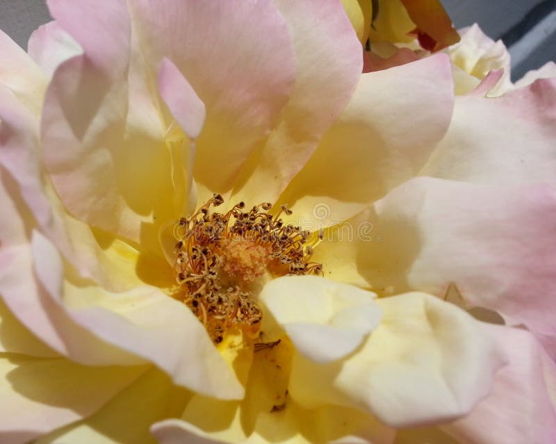 Closeup of a Yellow and Pink Rose Stock Image - Image of lush ...