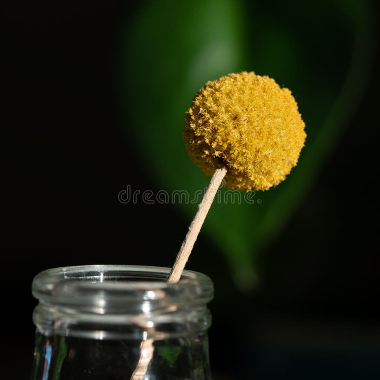Closeup of a Yellow Pycnosorus - Billy Buttons - Drumsticks Stock Photo ...