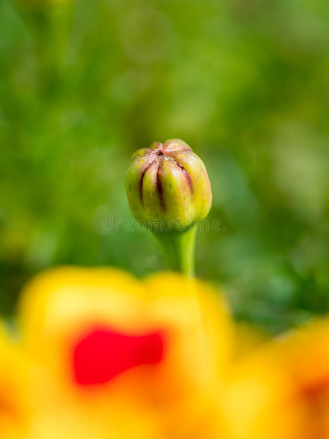 Closeup of a Yellow and Red Marigold Flower Bud Stock Photo - Image of ...