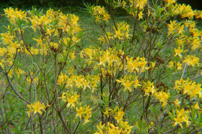 Closeup of Yellow Rhododendron in a Garden Stock Photo - Image of ...