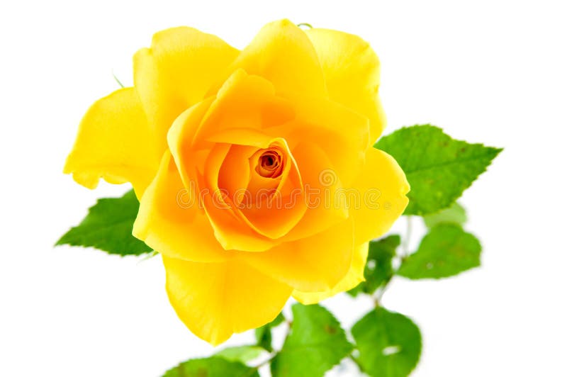 A Single Long Stemmed Yellow Rose on White Background. Stands for Joy ...