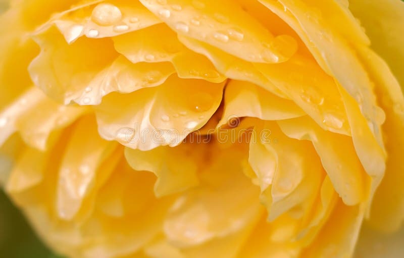 Yellow Rose with Water Drops Stock Photo - Image of spring, nature ...