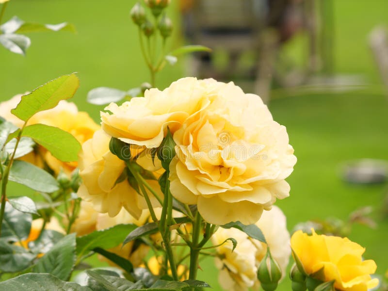Closeup of Yellow Roses in a Garden Captured during the Daytime Stock ...