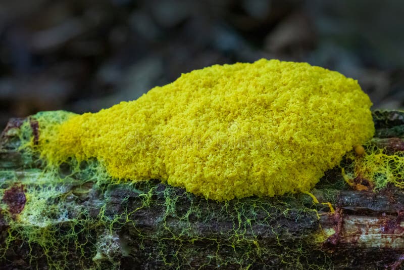Closeup of Yellow Slime Mold with Veins Network on Dead Tree Log Stock ...