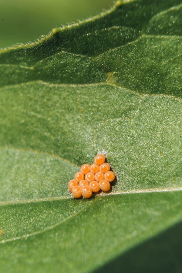 1,416 Yellow Insect Eggs Photos - Free & Royalty-Free Stock Photos from ...