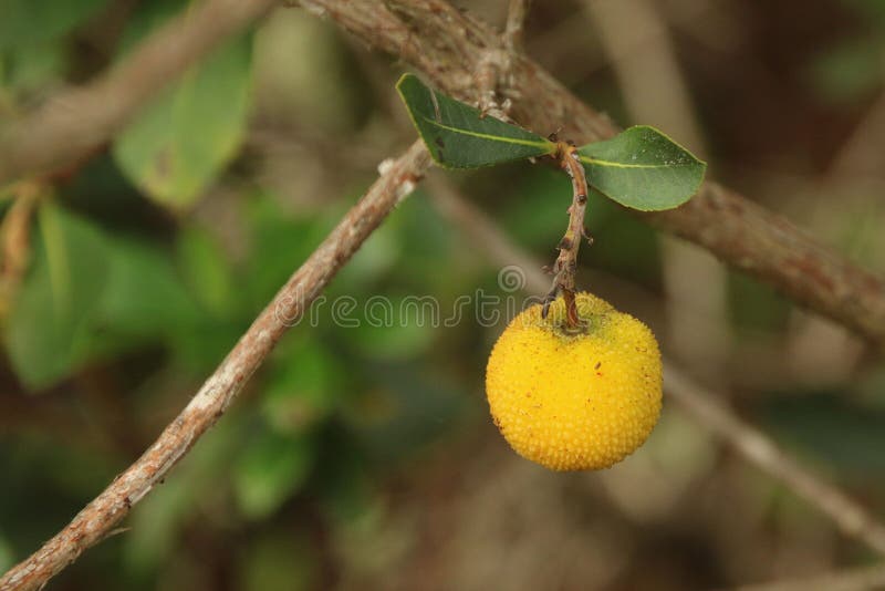 Closeup of a Yellow Spiny Gourd on a Branch Stock Photo - Image of ...