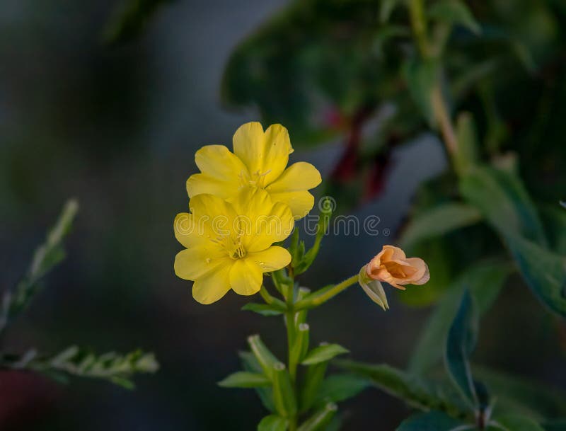 Closeup of Yellow Sundrop Flower in a Garden Stock Image - Image of ...