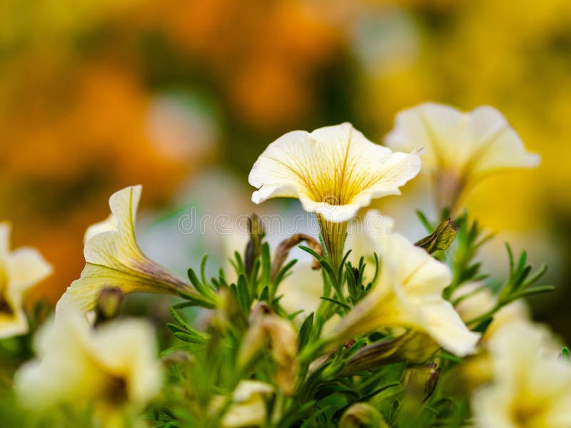 Closeup of Yellow Surfinia Growing on a Green Branch Stock Image ...