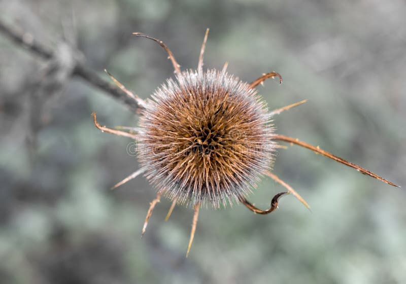 A Closeup of Twp Teasel Seed Heads with Snow on the Top. Stock Image ...