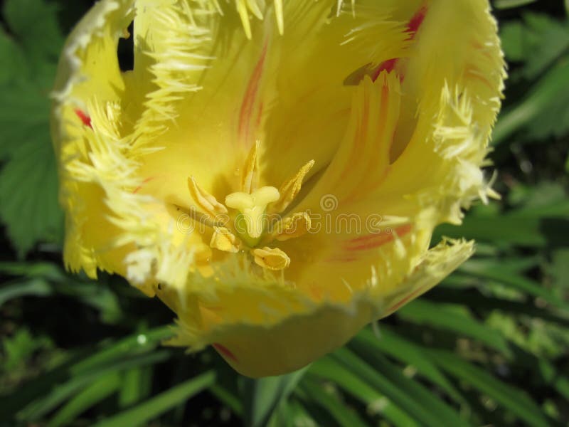 Closeup of Yellow Tulip in Spring Stock Image - Image of yellow ...