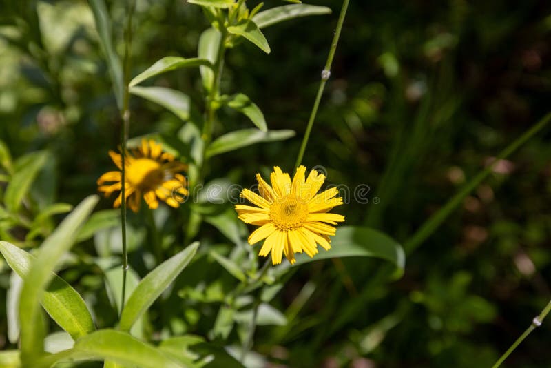 Closeup of a Yellow Wildflower Surrounded by Greenery Stock Photo ...