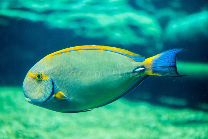 Closeup of a Yellowfin Surgeonfish in the Water Stock Image - Image of ...