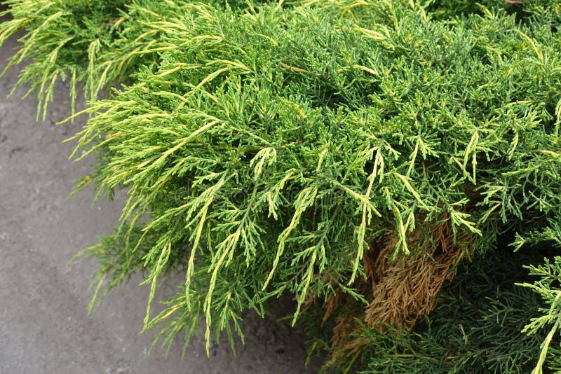 Closeup of Yellowish Green Foliage of Juniper in June Stock Image ...