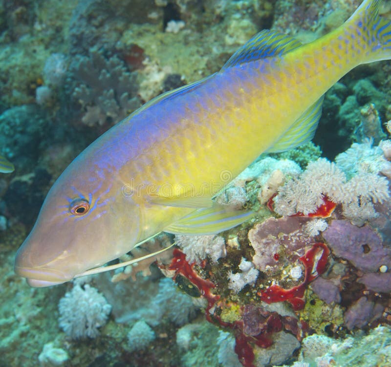 Yellowsaddle Goatfish (parupeneus Cyclostomus) Stock Photo - Image of ...