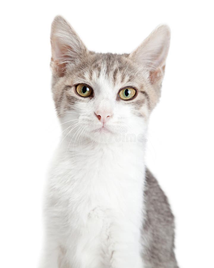 Closeup Young Attentive Gey Cat Stock Photo - Image of attentive ...